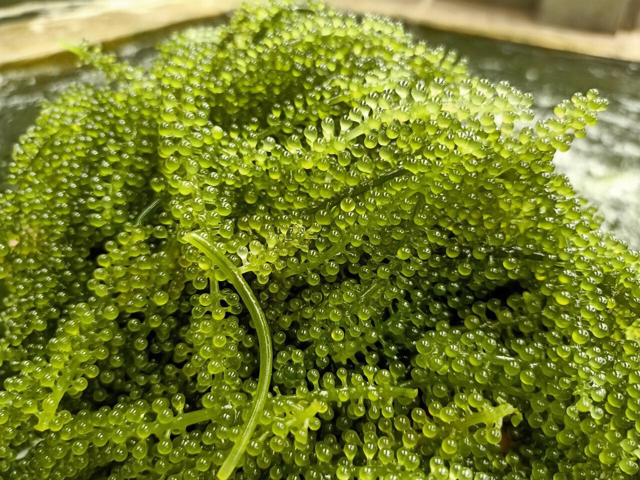HOW TO PRESERVATE AND USE VIETNAM SEA GRAPES?